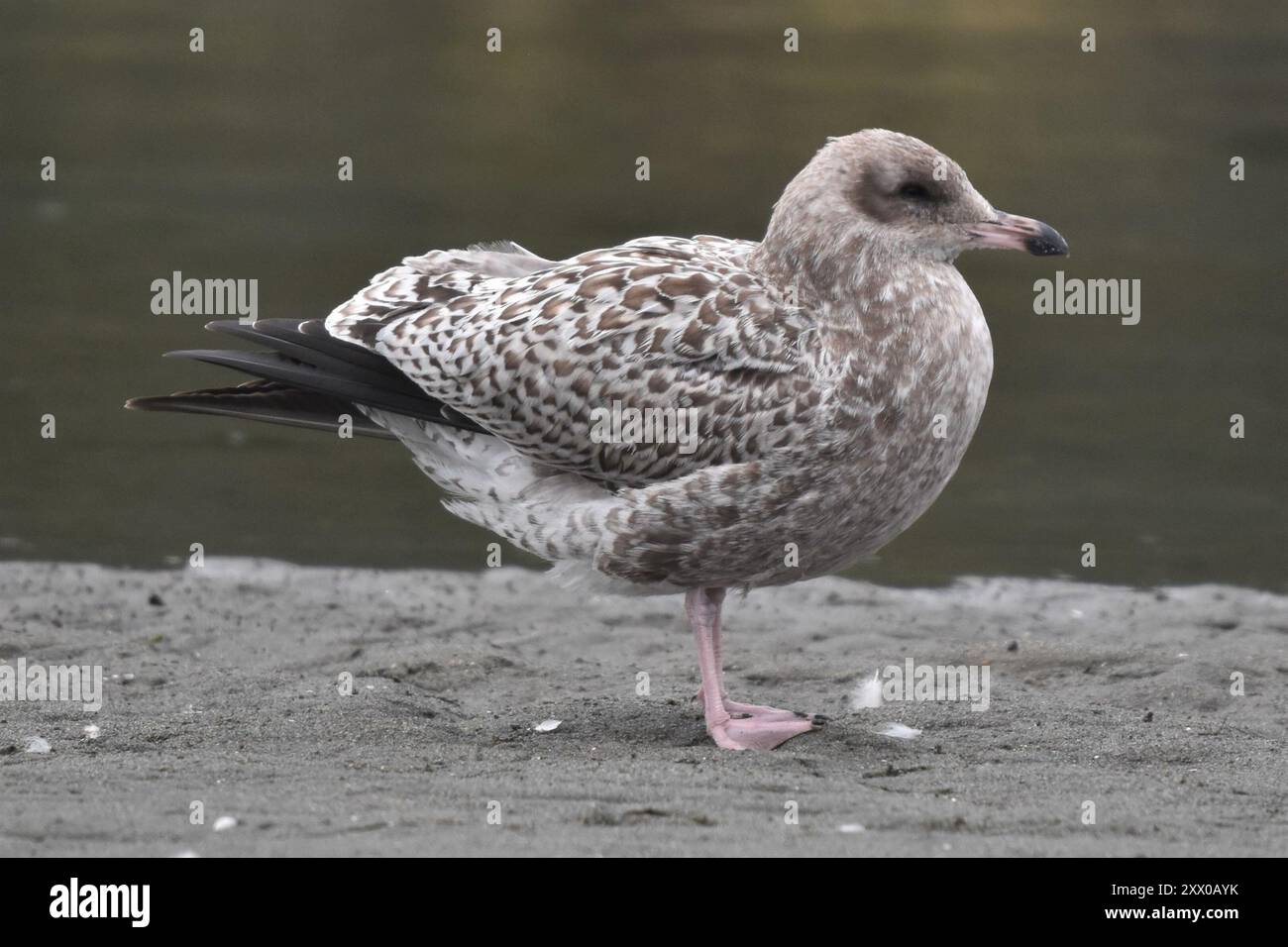 California Gull (Larus californicus) Aves Stock Photo - Alamy