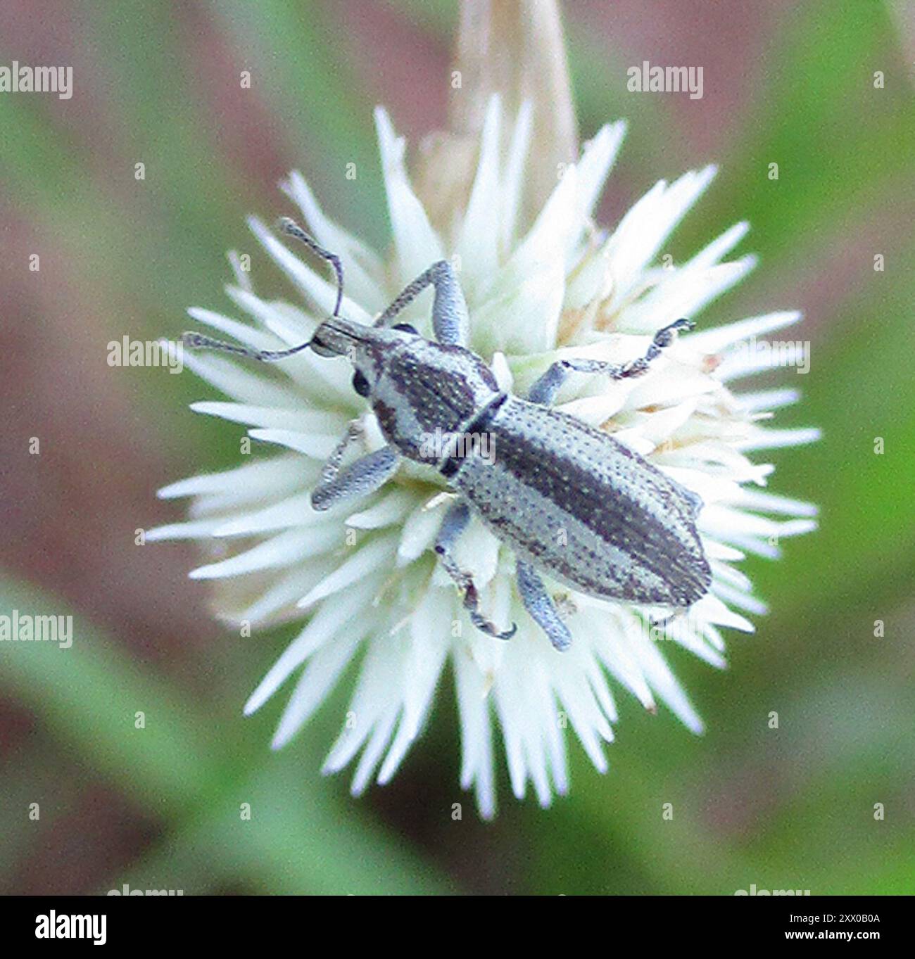 White Flat-Sedge (Cyperus cristatus) Plantae Stock Photo - Alamy