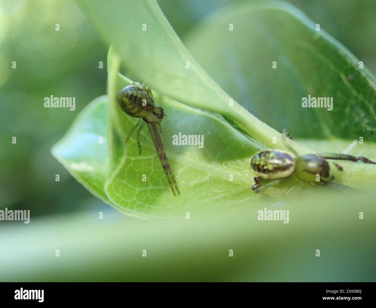 Flower Spiders (Diaea) Arachnida Stock Photo - Alamy