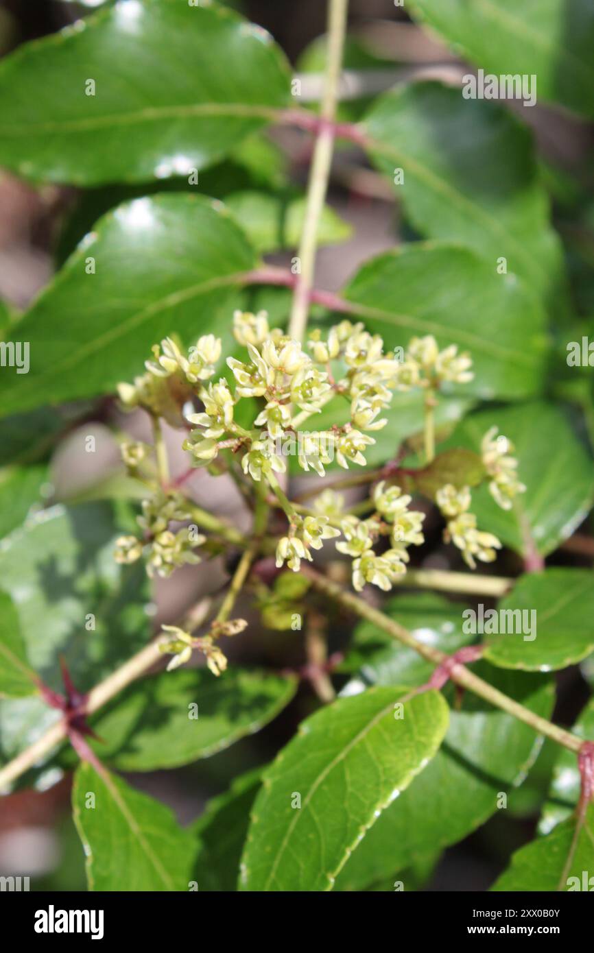 Hercules' club (Zanthoxylum clava-herculis) Plantae Stock Photo - Alamy