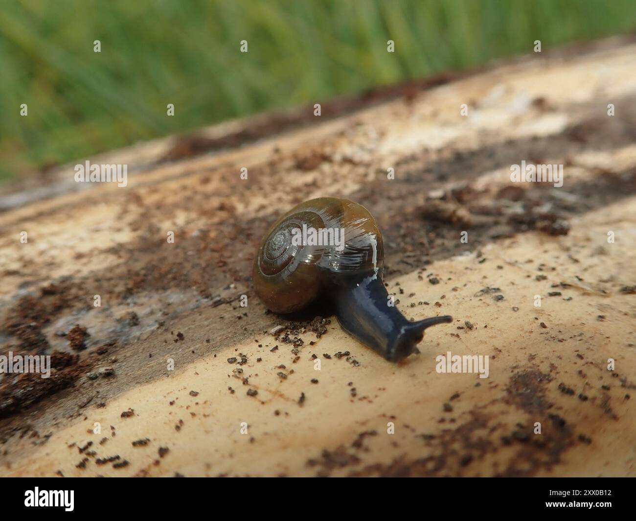 Typical Glass Snails (Oxychilus) Mollusca Stock Photo - Alamy