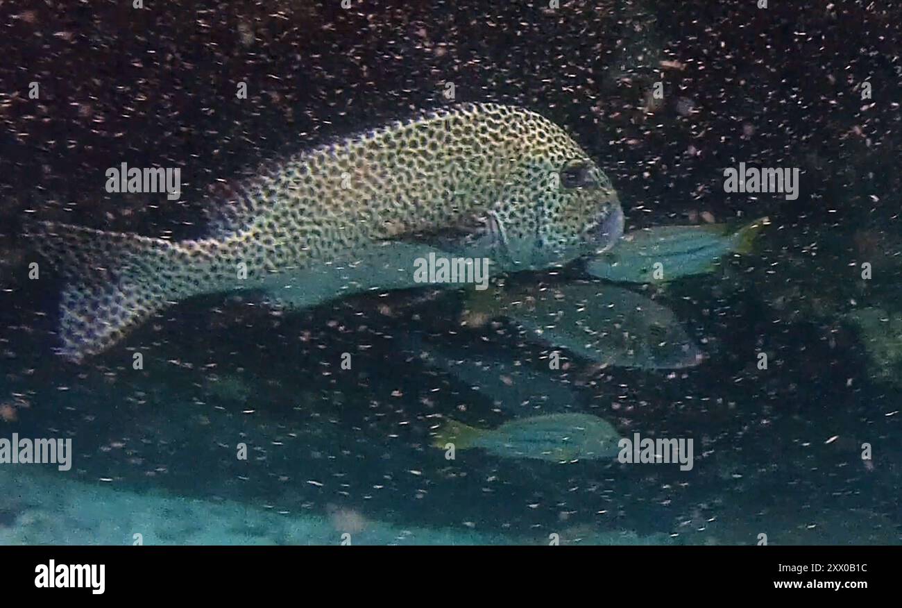 Harlequin Sweetlips (Plectorhinchus chaetodonoides) Actinopterygii ...