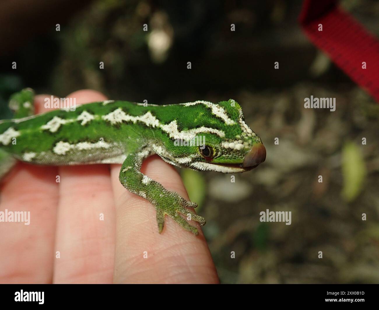 Naultinus hi-res stock photography and images - Alamy