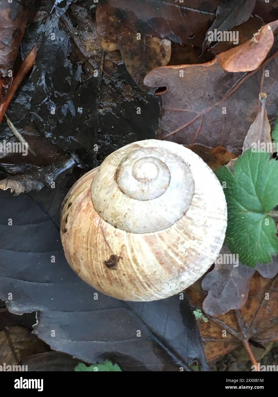 Roman Snail (Helix pomatia) Mollusca Stock Photo - Alamy