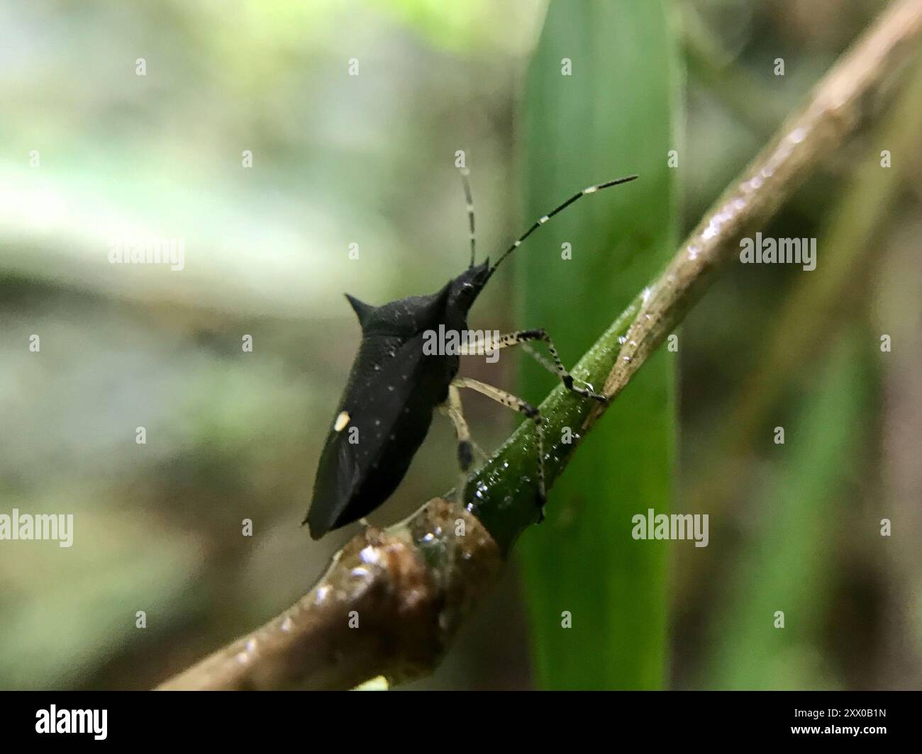 (Proxys victor) Insecta Stock Photo - Alamy