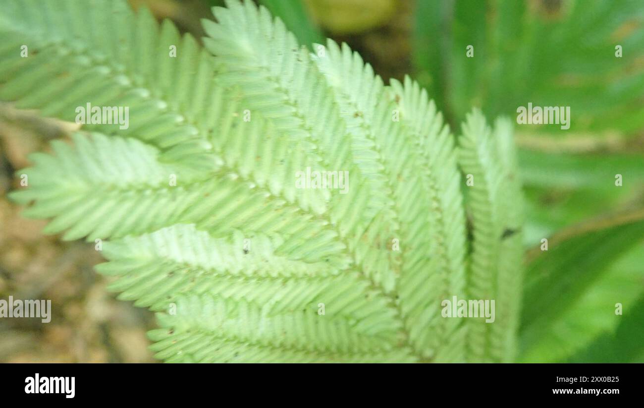 spikemosses (Selaginella) Plantae Stock Photo - Alamy