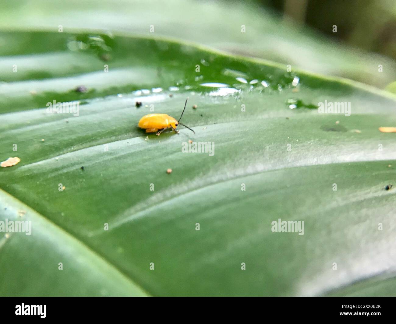 Flea Beetles (Alticini) Insecta Stock Photo - Alamy