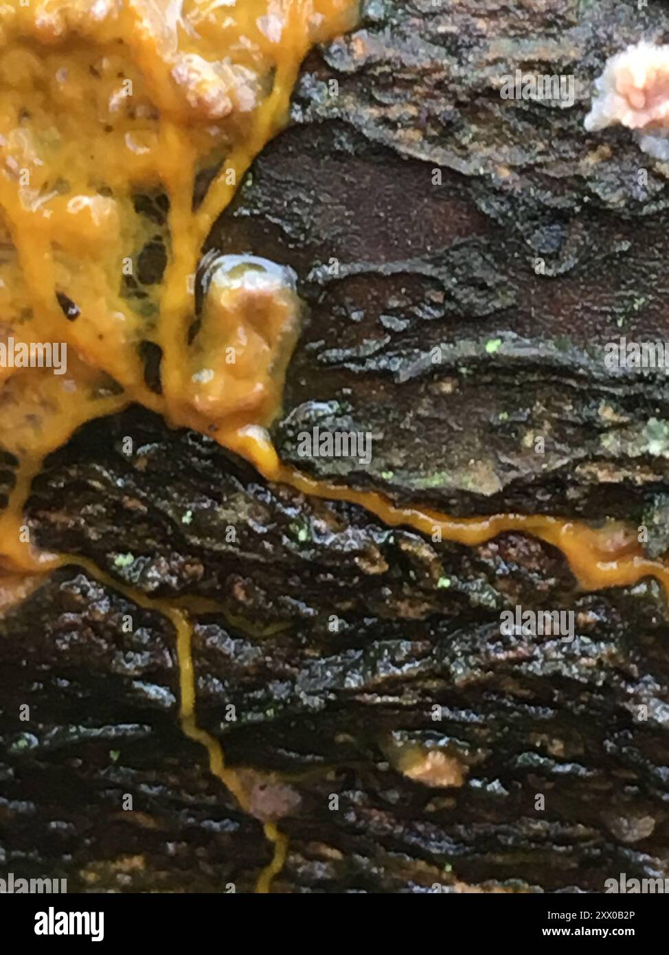 Badhamia utricularis hi-res stock photography and images - Alamy