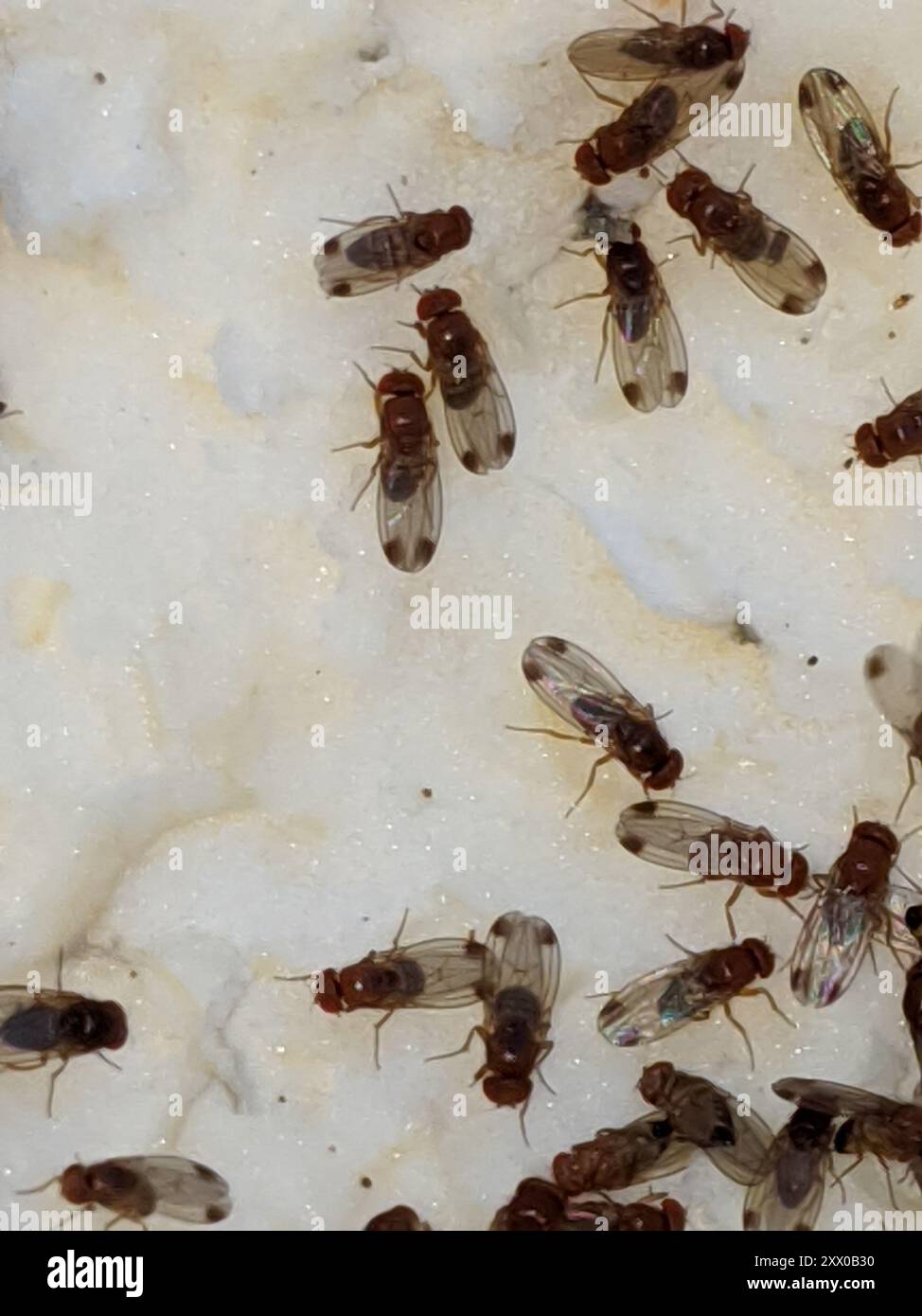 Spotted-winged Drosophila (Drosophila suzukii) Insecta Stock Photo - Alamy
