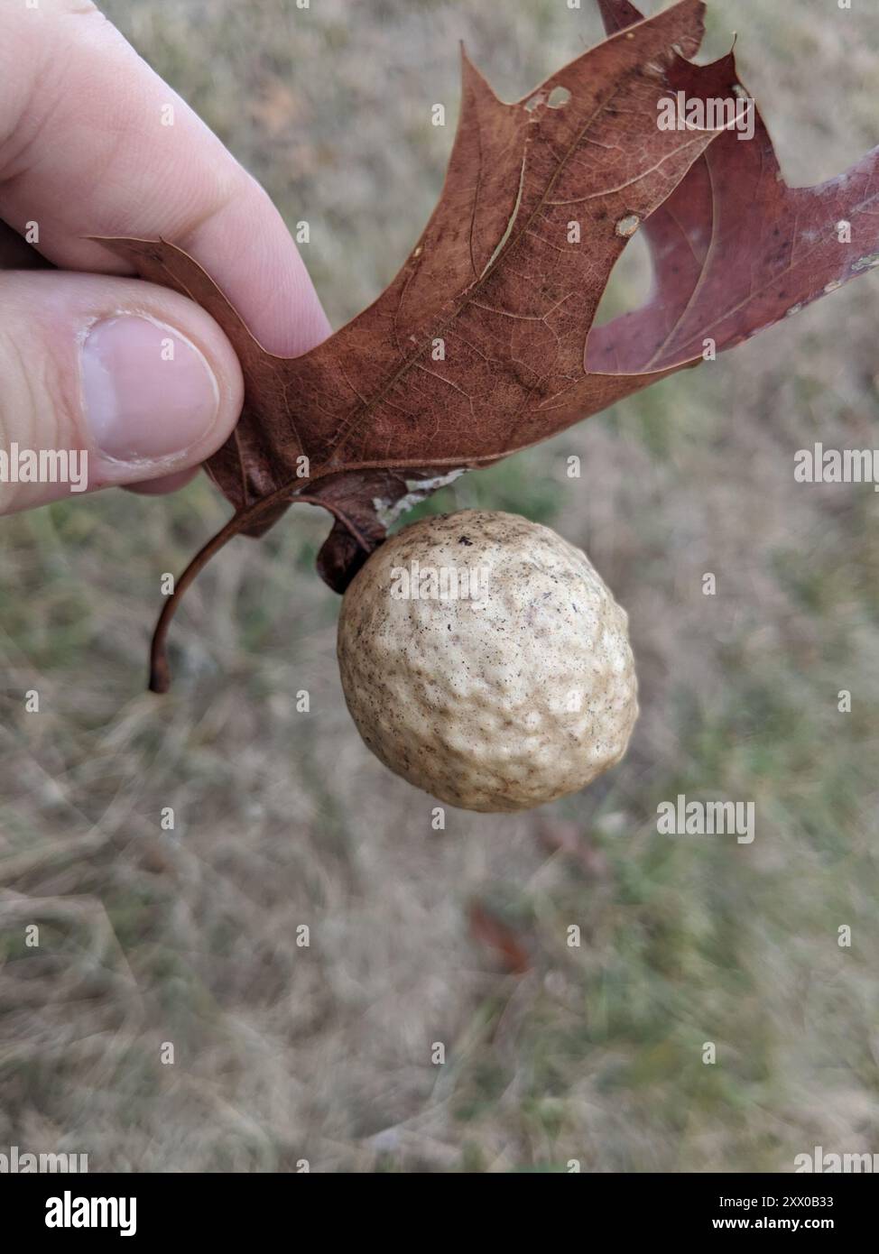 Spongy Oak Apple Gall Wasp (Amphibolips confluenta) Insecta Stock Photo ...
