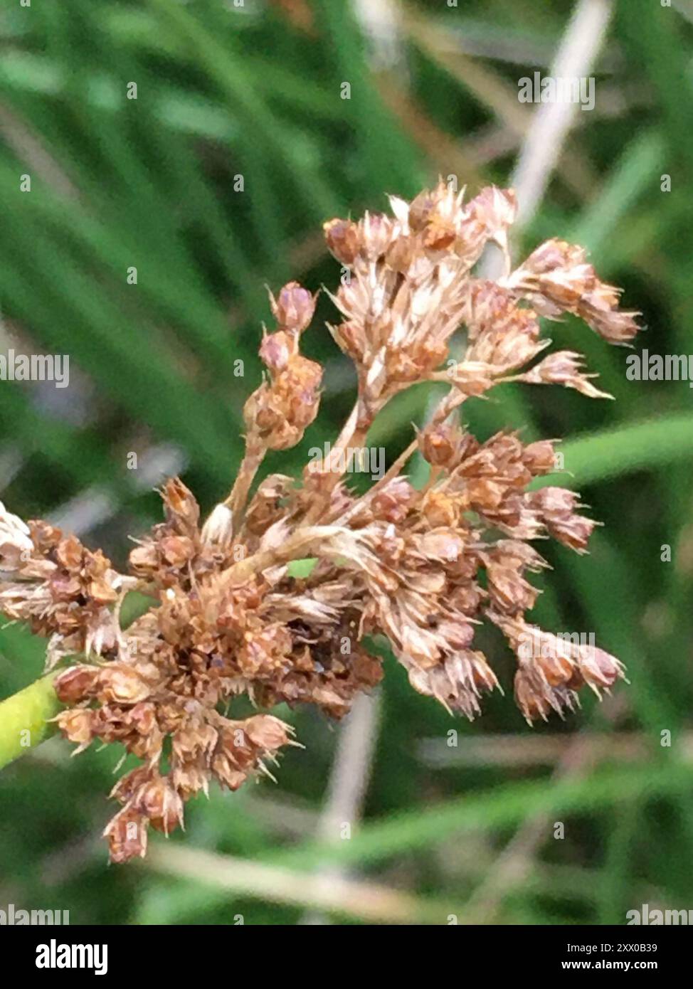 Soft Rush (Juncus effusus) Plantae Stock Photo - Alamy