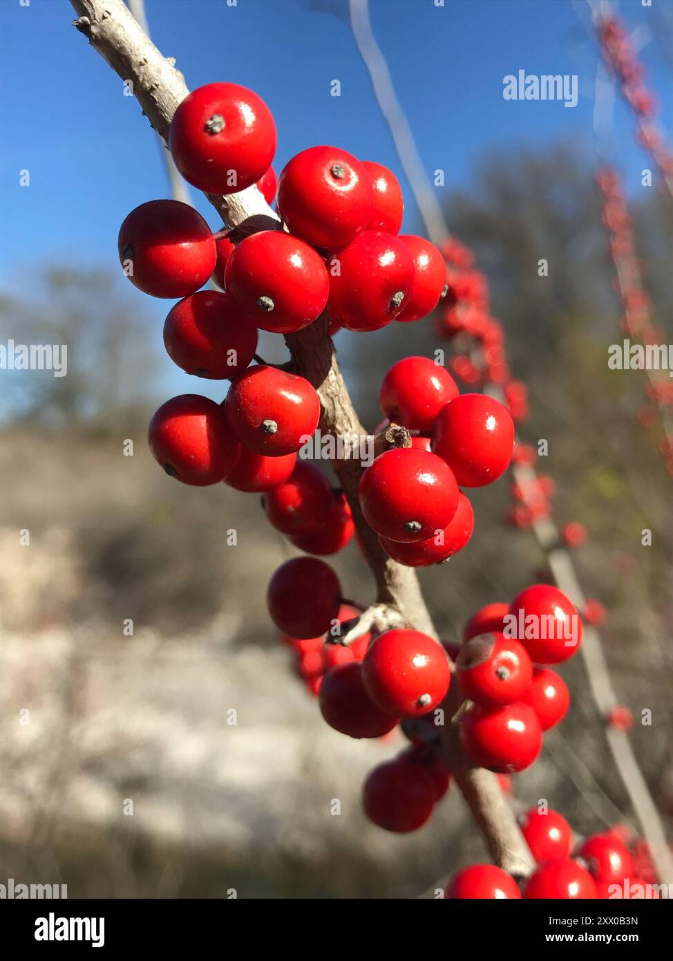 possumhaw (Ilex decidua) Plantae Stock Photo - Alamy