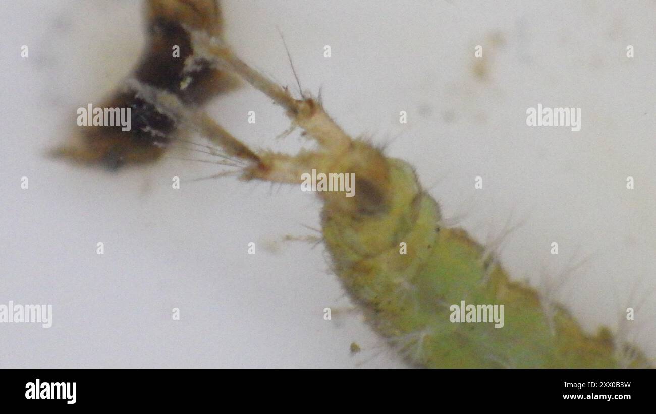 Little Sister Sedges (Cheumatopsyche) Insecta Stock Photo - Alamy