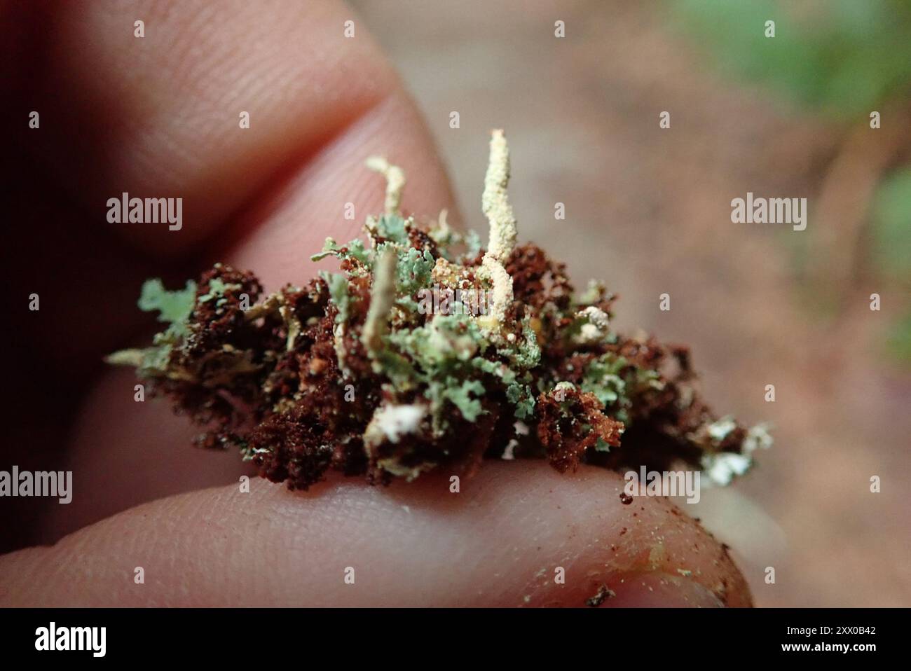 Trumpet Lichen (Cladonia fimbriata) Fungi Stock Photo - Alamy