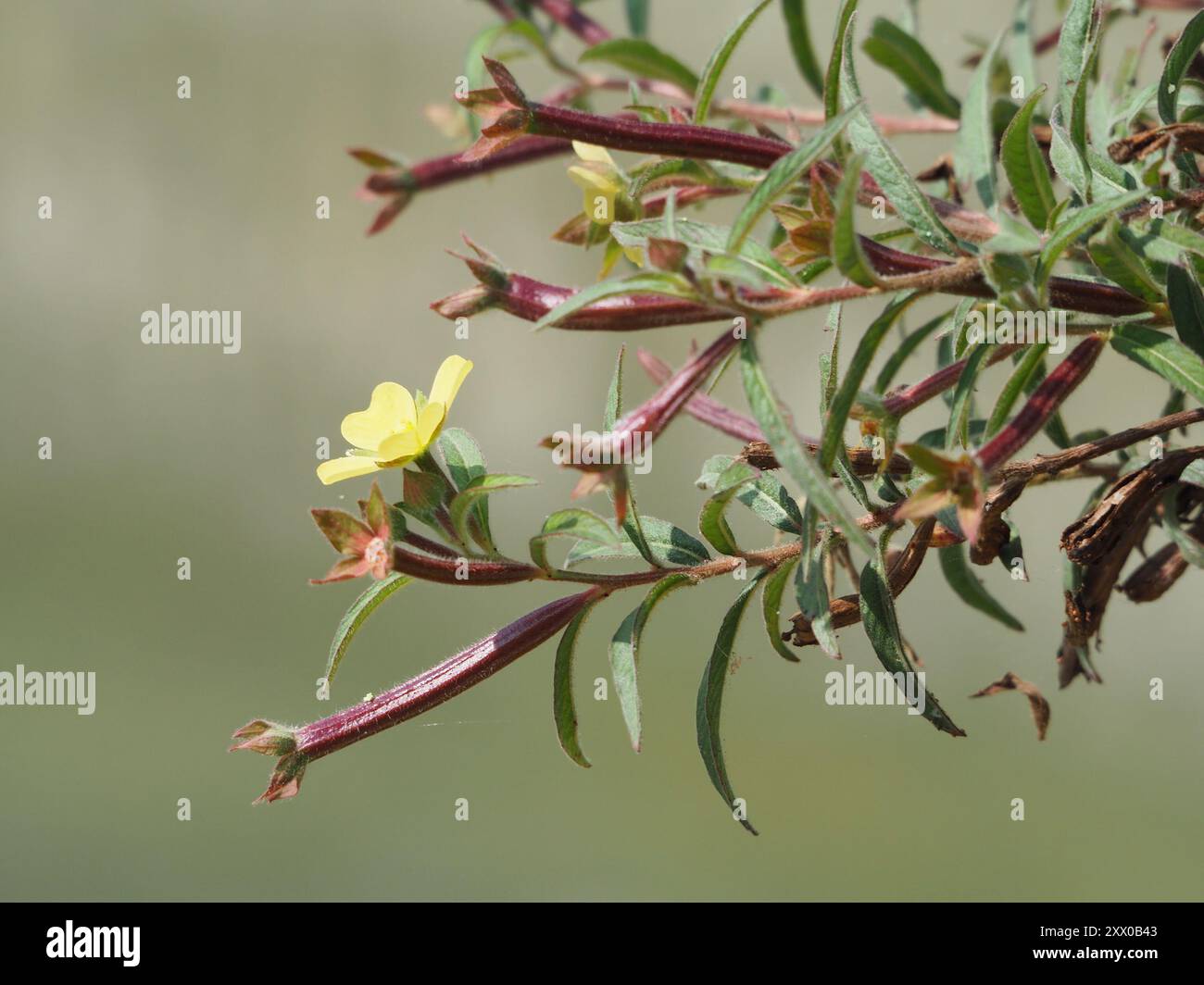Mexican Primrose-willow (Ludwigia octovalvis) Plantae Stock Photo - Alamy
