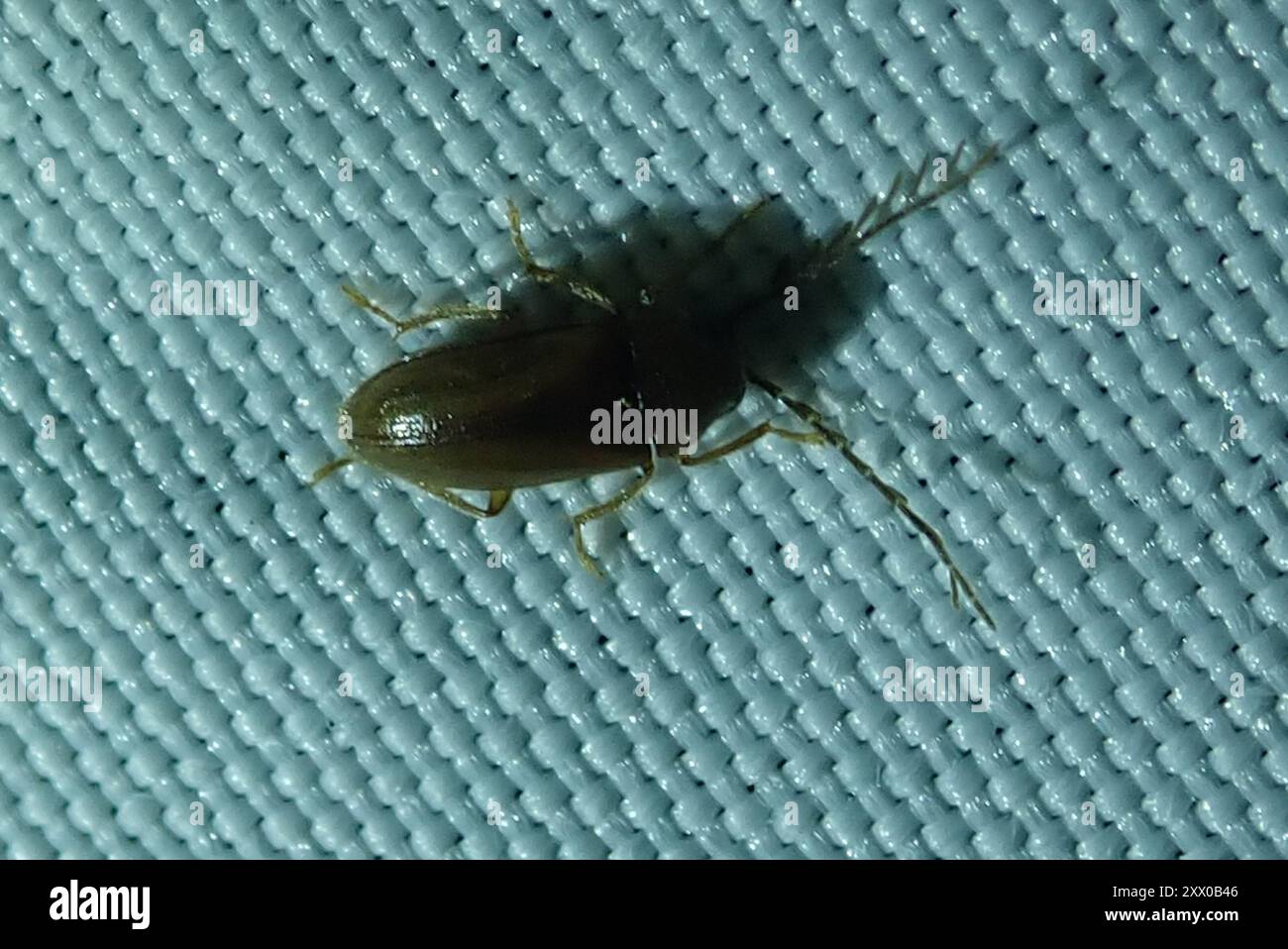 Toe-winged Beetles (Ptilodactylidae) Insecta Stock Photo - Alamy