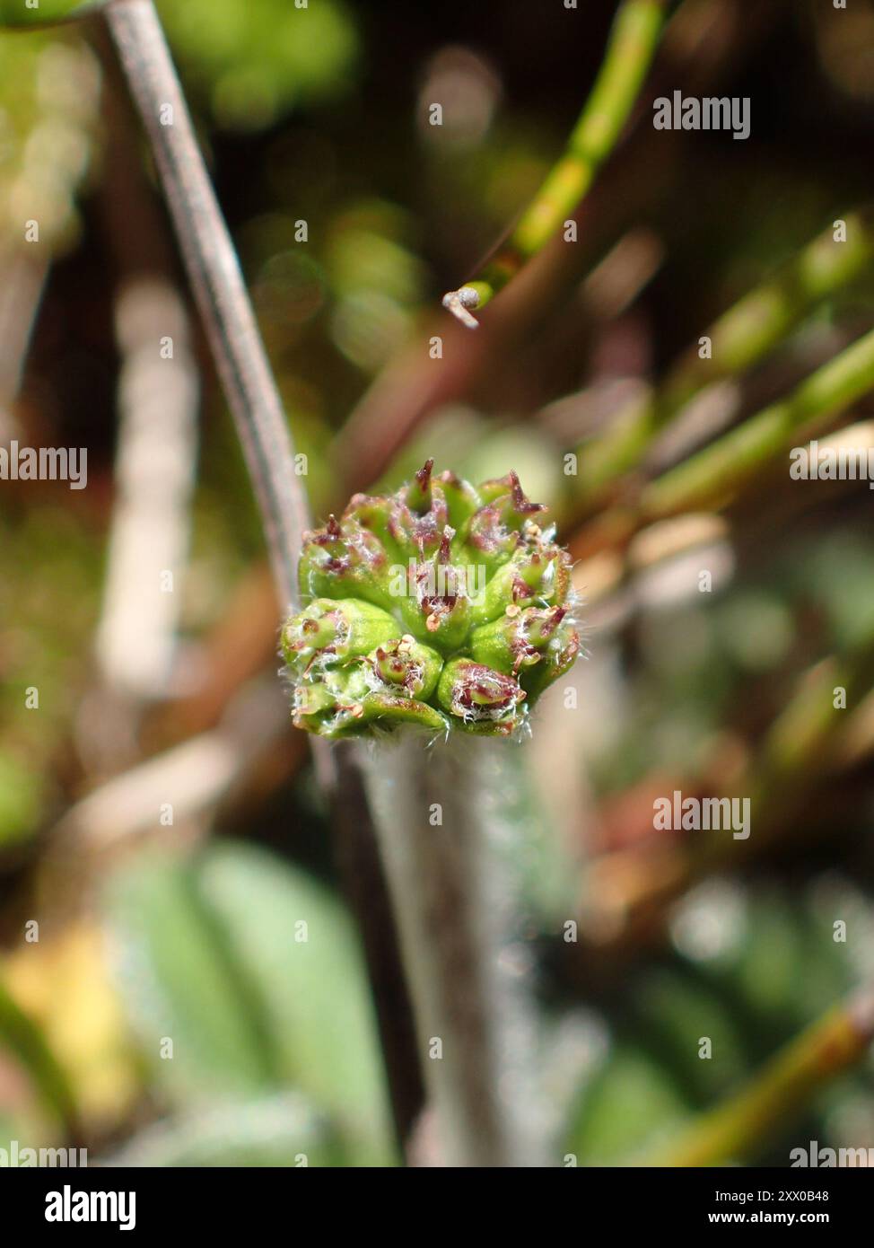 tiny flannel flower (Actinotus bellidioides) Plantae Stock Photo - Alamy