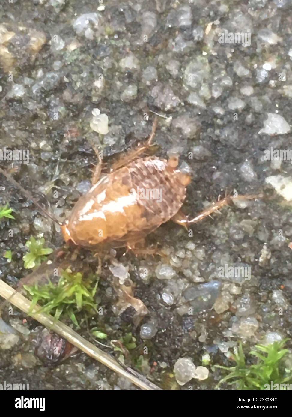 Dusky Cockroach (Ectobius lapponicus) Insecta Stock Photo - Alamy