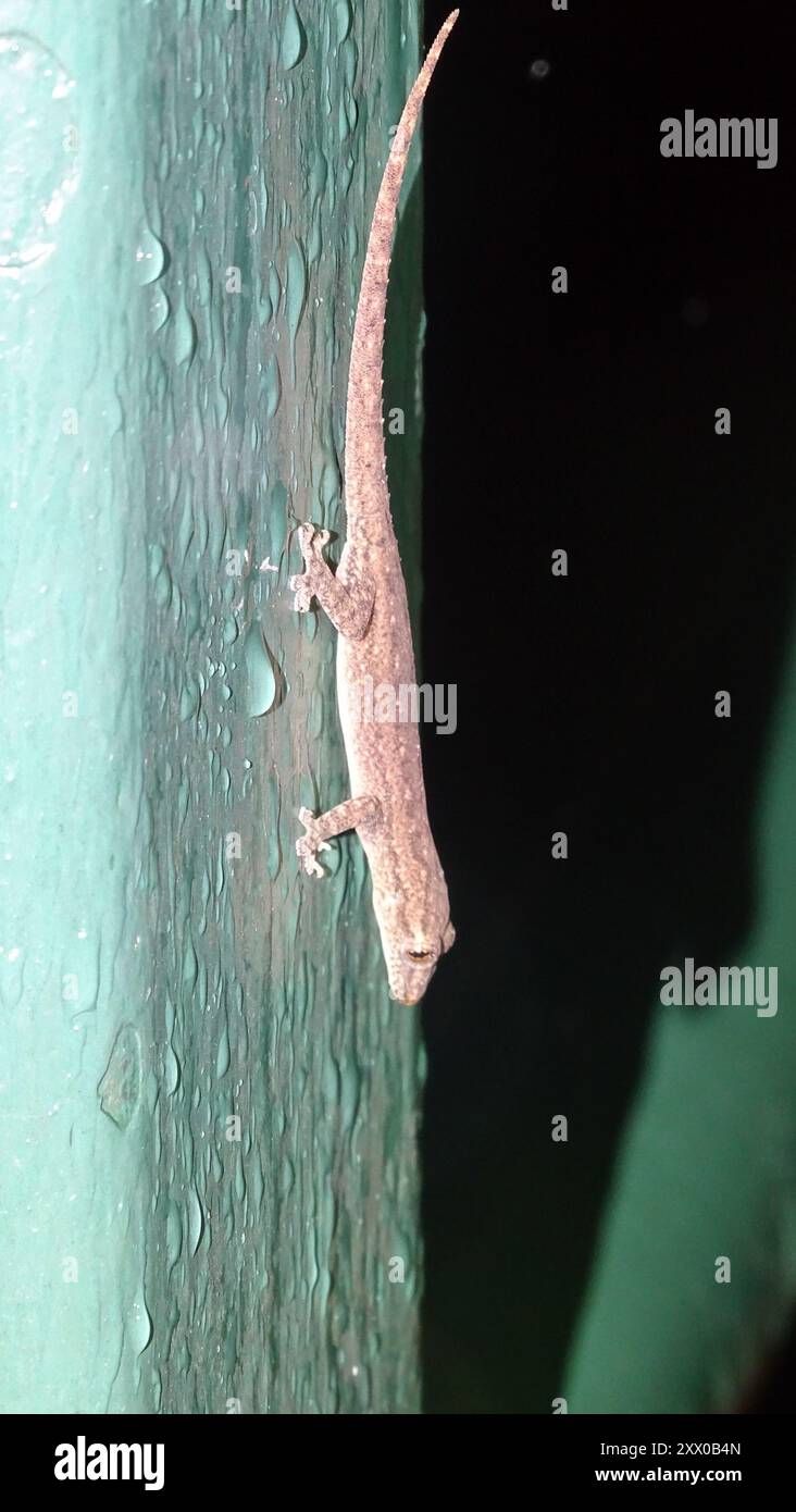 Asian House Gecko (Hemidactylus frenatus) Reptilia Stock Photo - Alamy