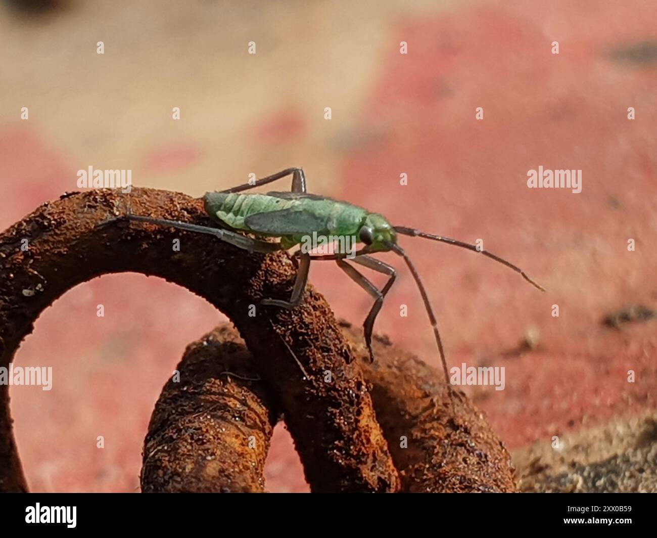 True Bugs (Heteroptera) Insecta Stock Photo - Alamy