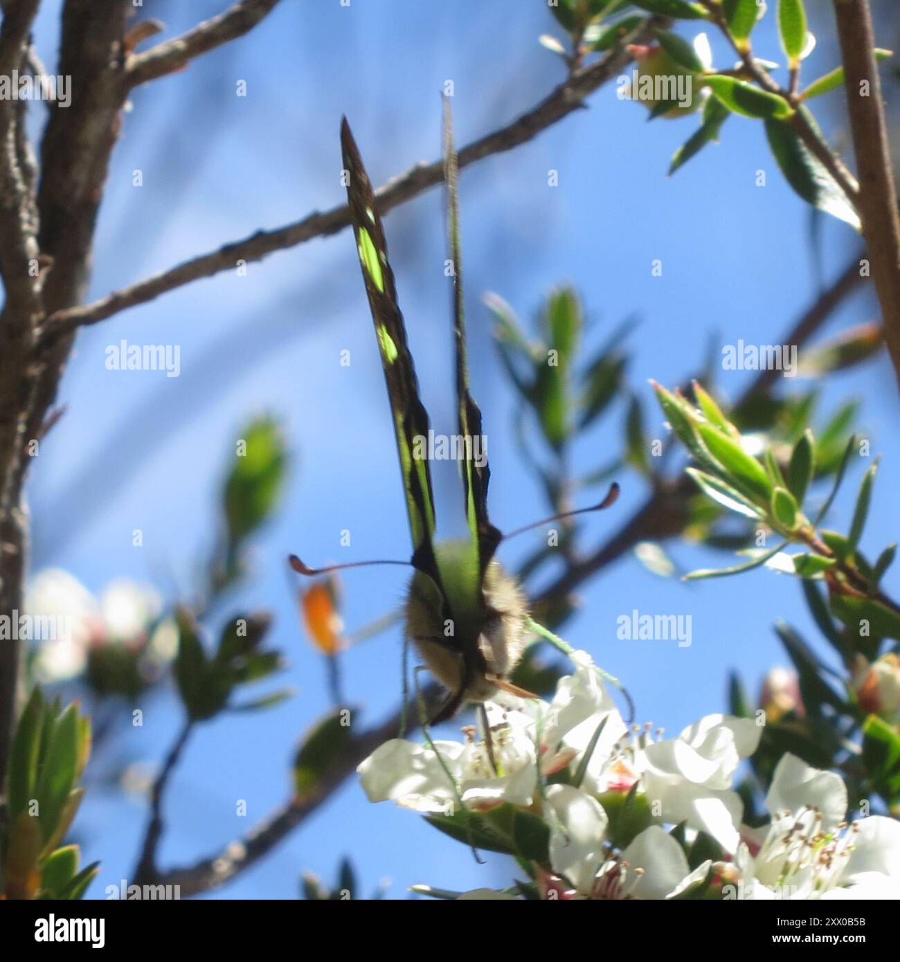 Macleay's Swallowtail (Graphium macleayanus) Insecta Stock Photo - Alamy
