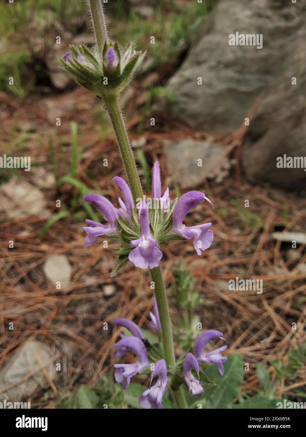 Himalayan Woolly Sage (Salvia cana) Plantae Stock Photo - Alamy