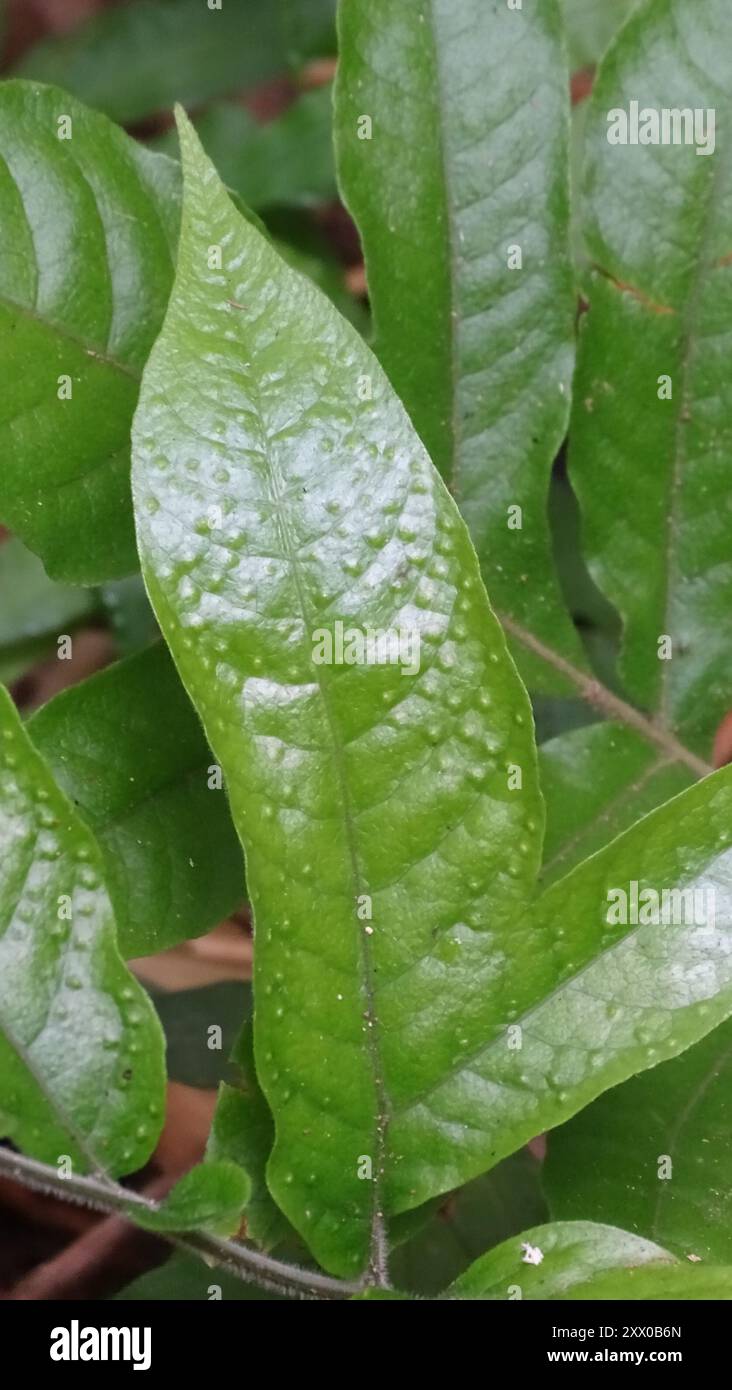 Tectaria family (Tectariaceae) Plantae Stock Photo - Alamy