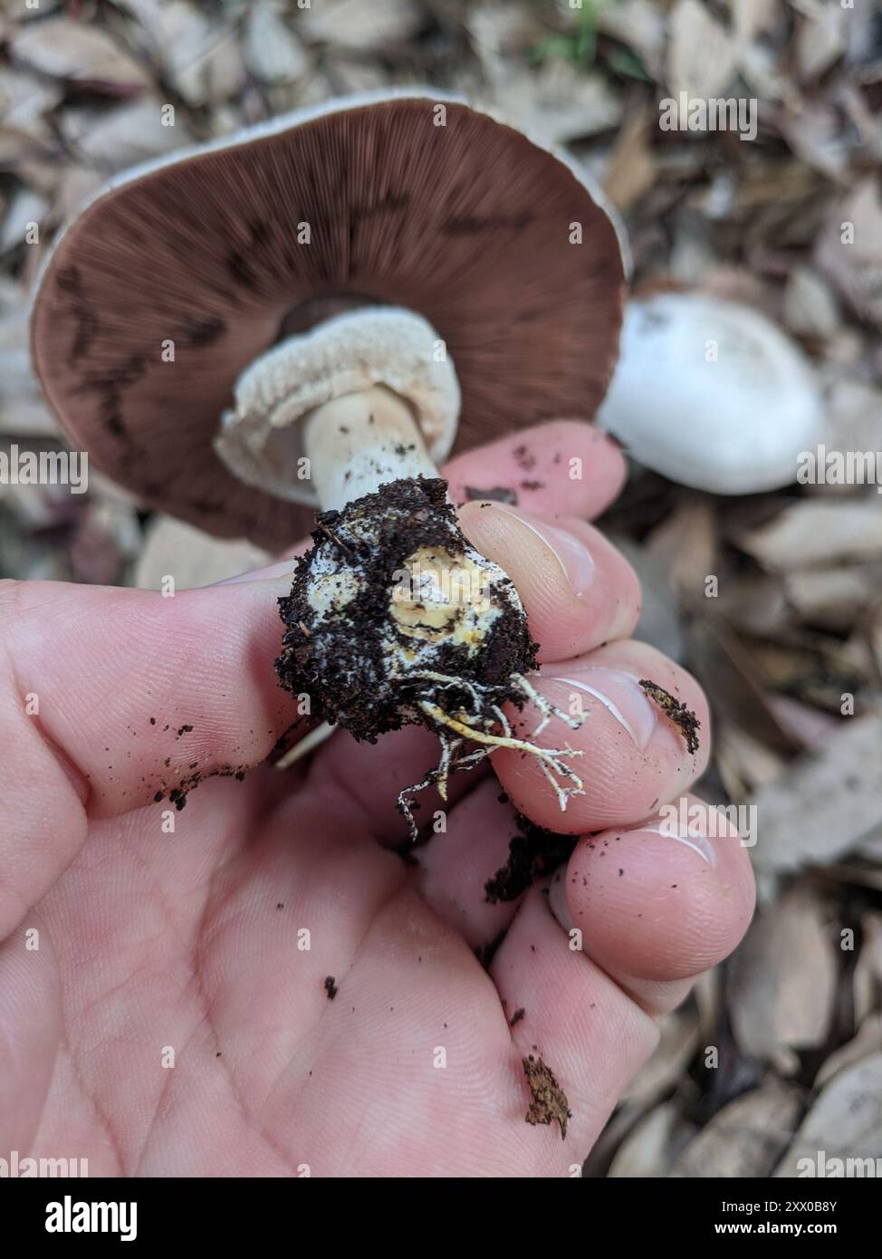 Yellow Stainer (Agaricus xanthodermus) Fungi Stock Photo - Alamy