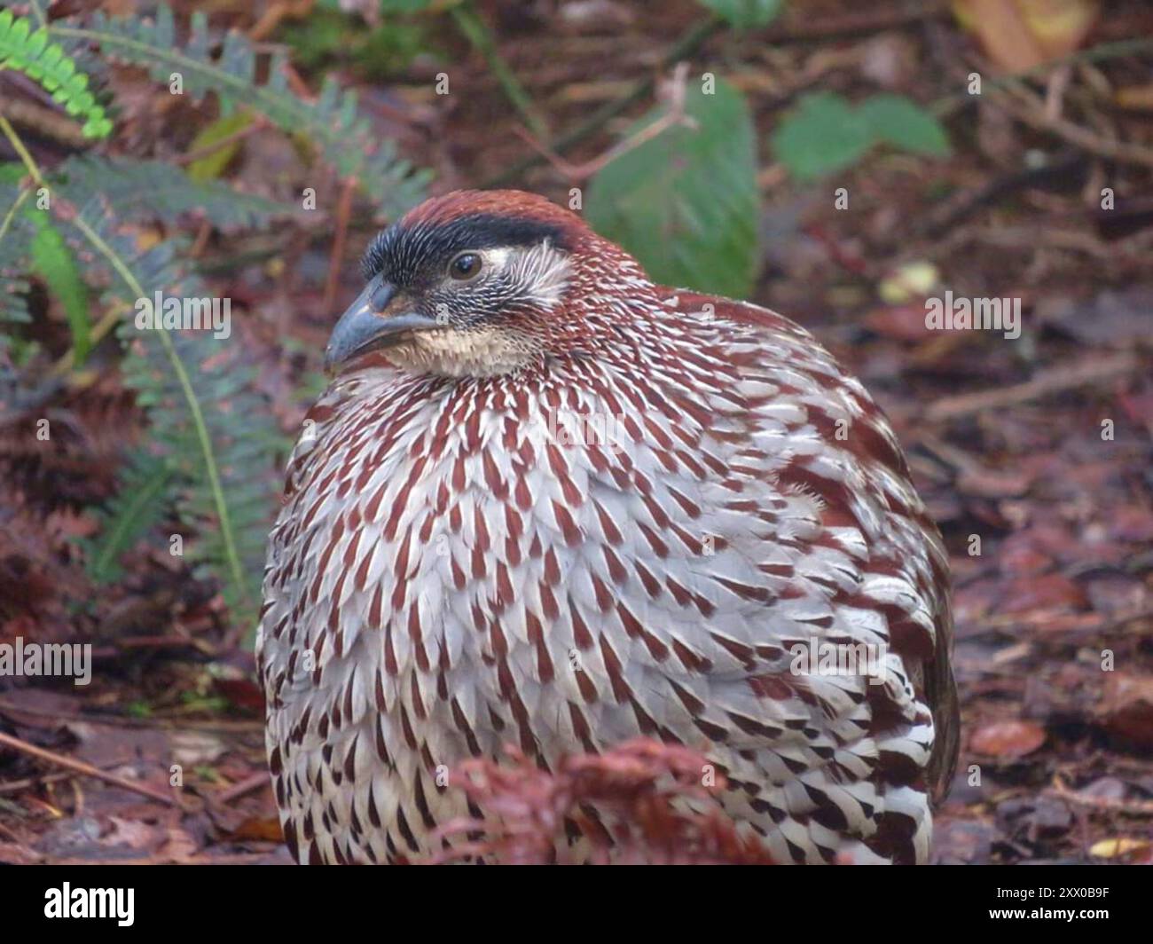 Erckel's Spurfowl (Pternistis erckelii) Aves Stock Photo - Alamy
