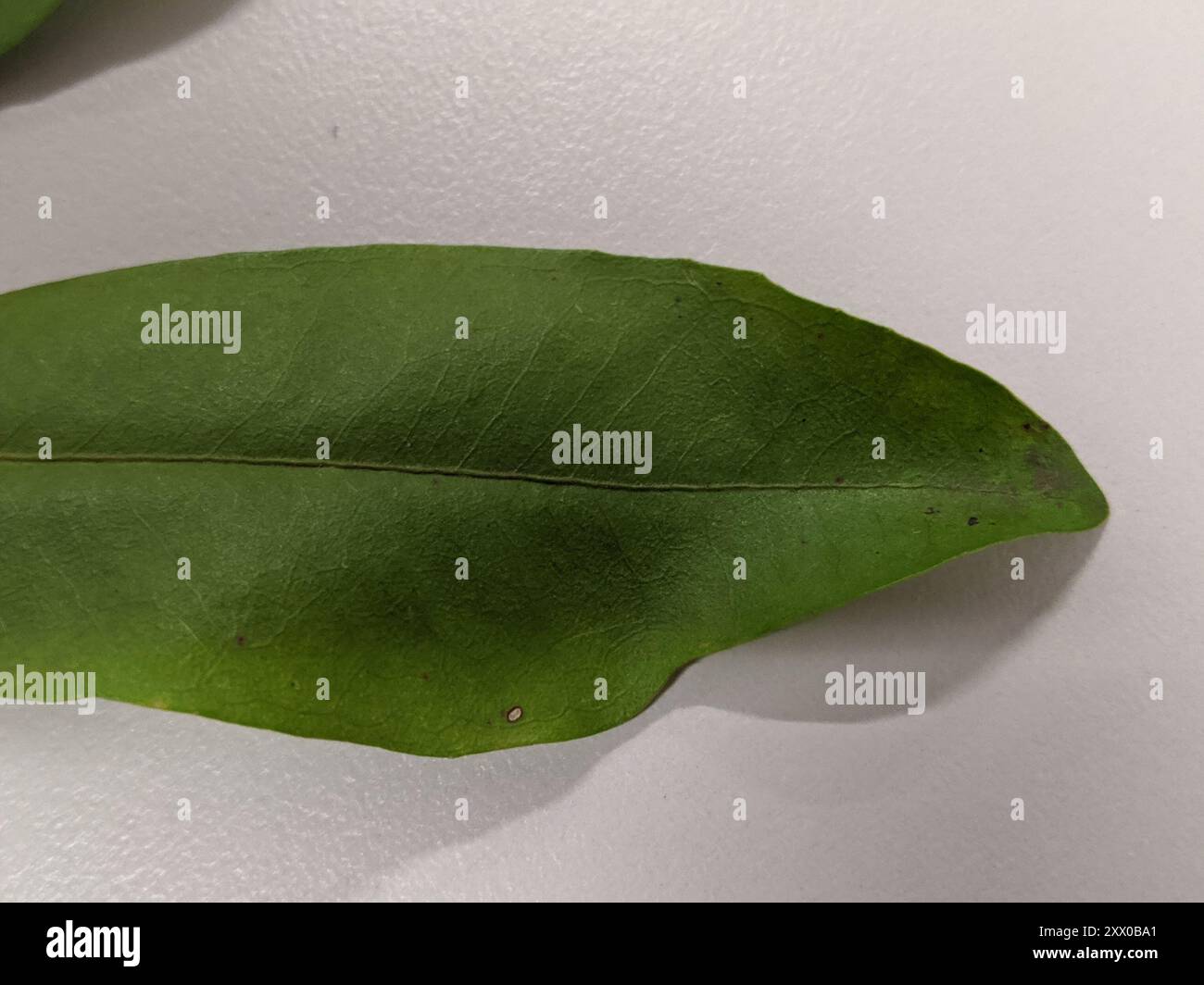 Brush Muttonwood (Myrsine howittiana) Plantae Stock Photo - Alamy