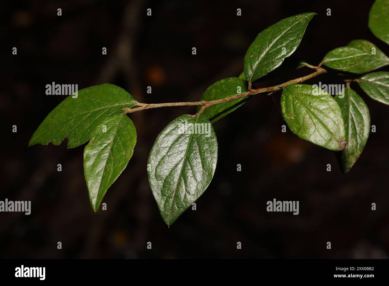 Himalayan cotoneaster (Cotoneaster simonsii) Plantae Stock Photo - Alamy