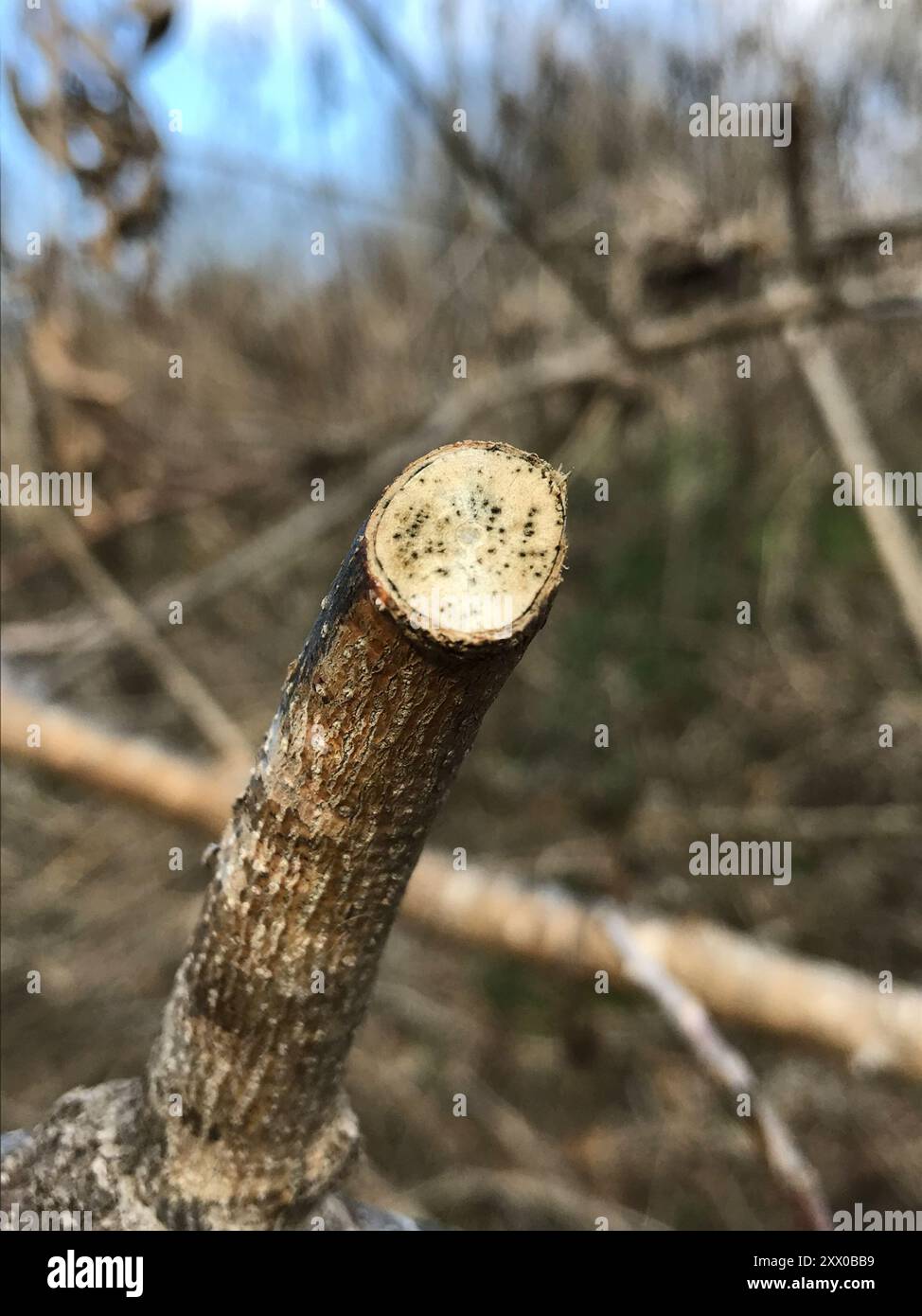 Twig girdler hi-res stock photography and images - Alamy