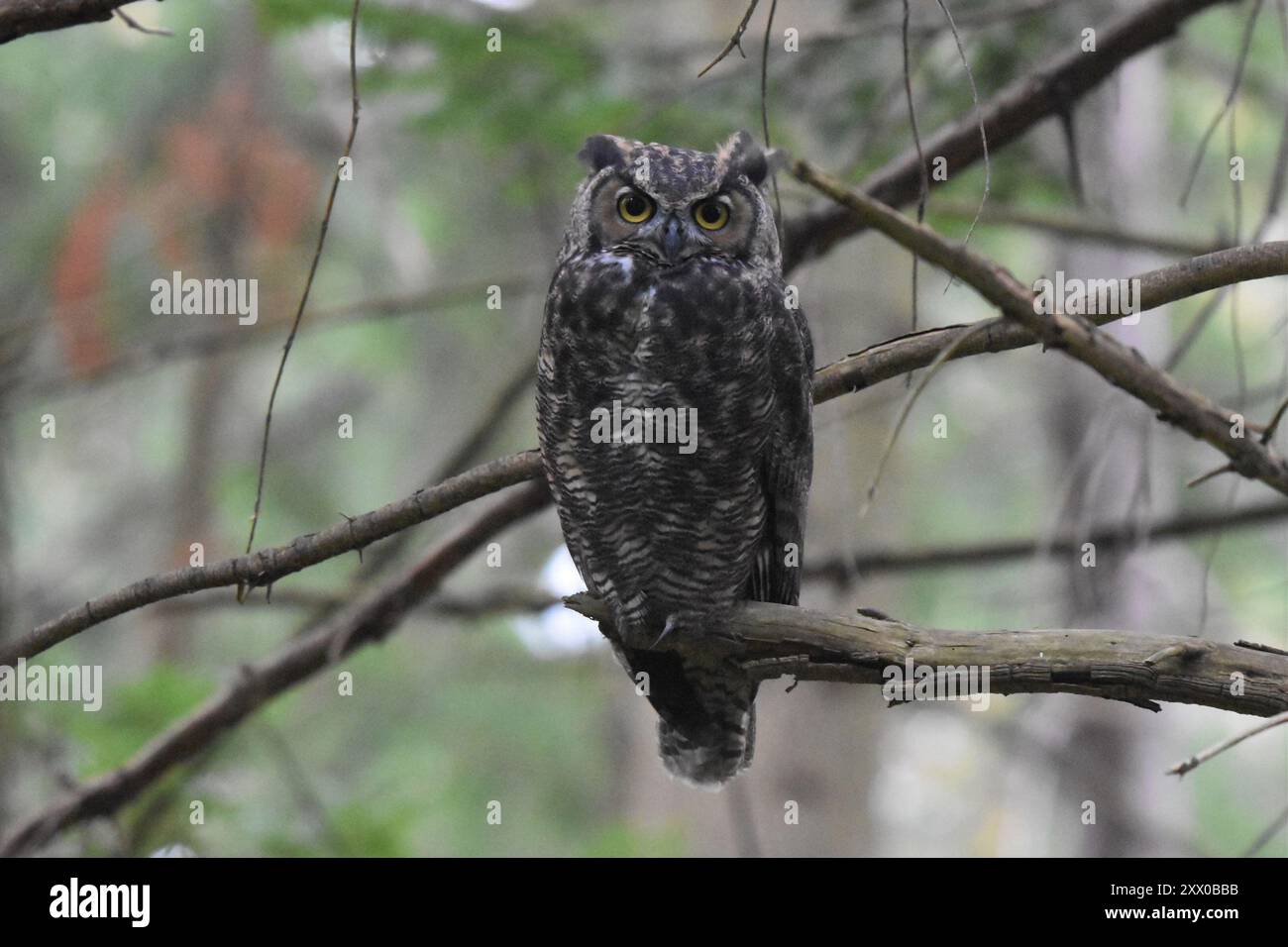 Dusky Great Horned Owl (Bubo virginianus saturatus) Aves Stock Photo ...