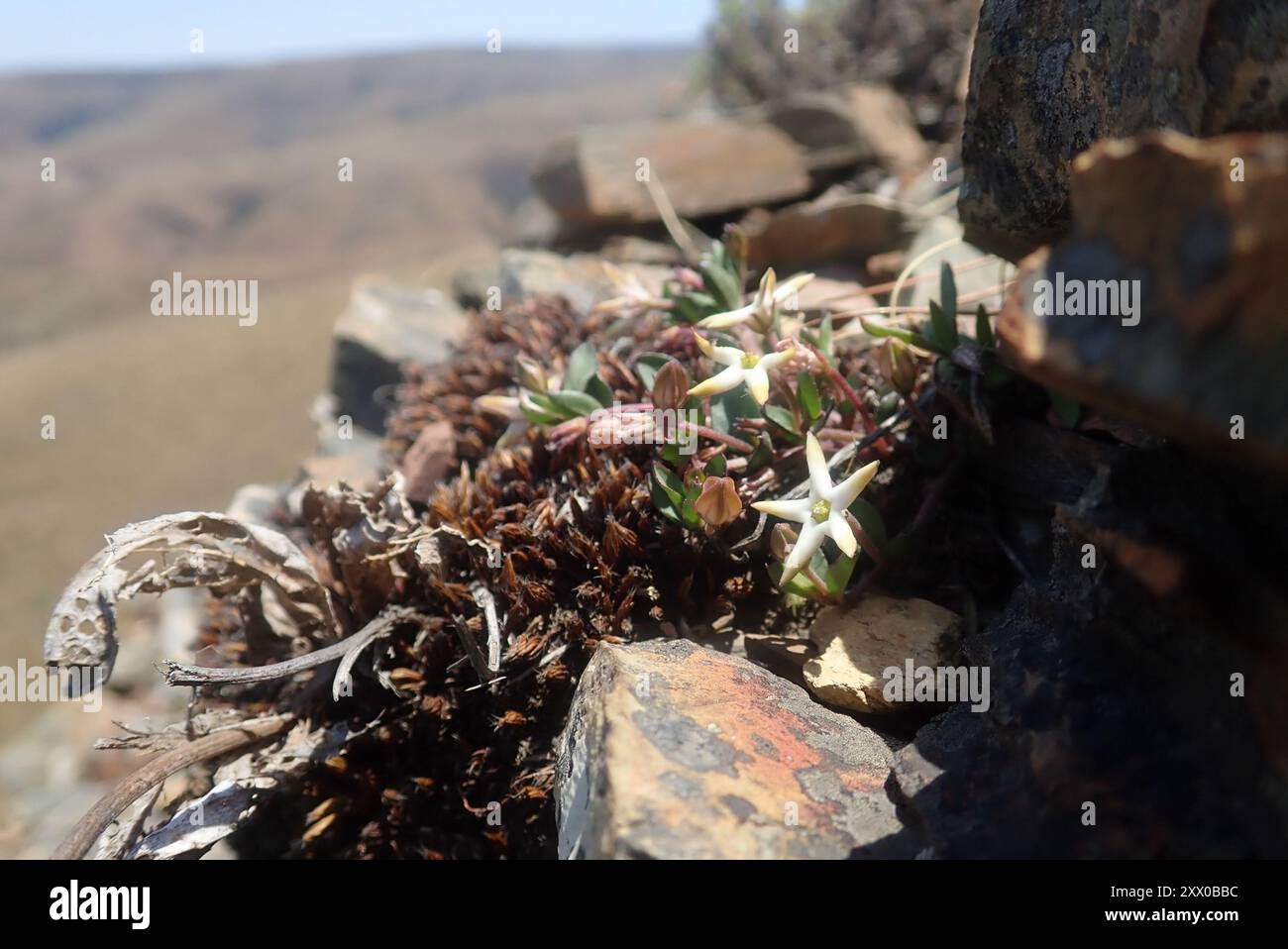 (Brachystelma stellatum) Plantae Stock Photo - Alamy
