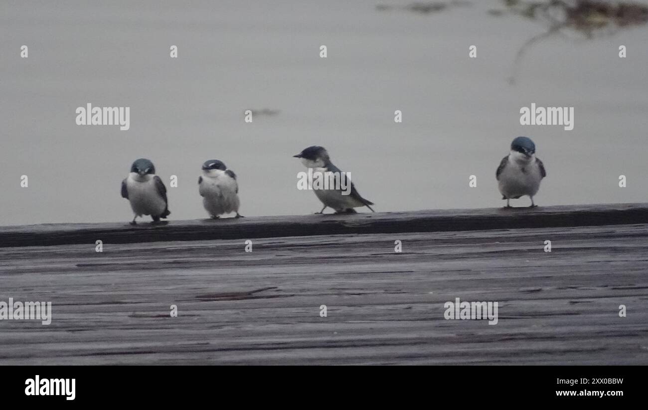 Mangrove Swallow (Tachycineta albilinea) Aves Stock Photo - Alamy