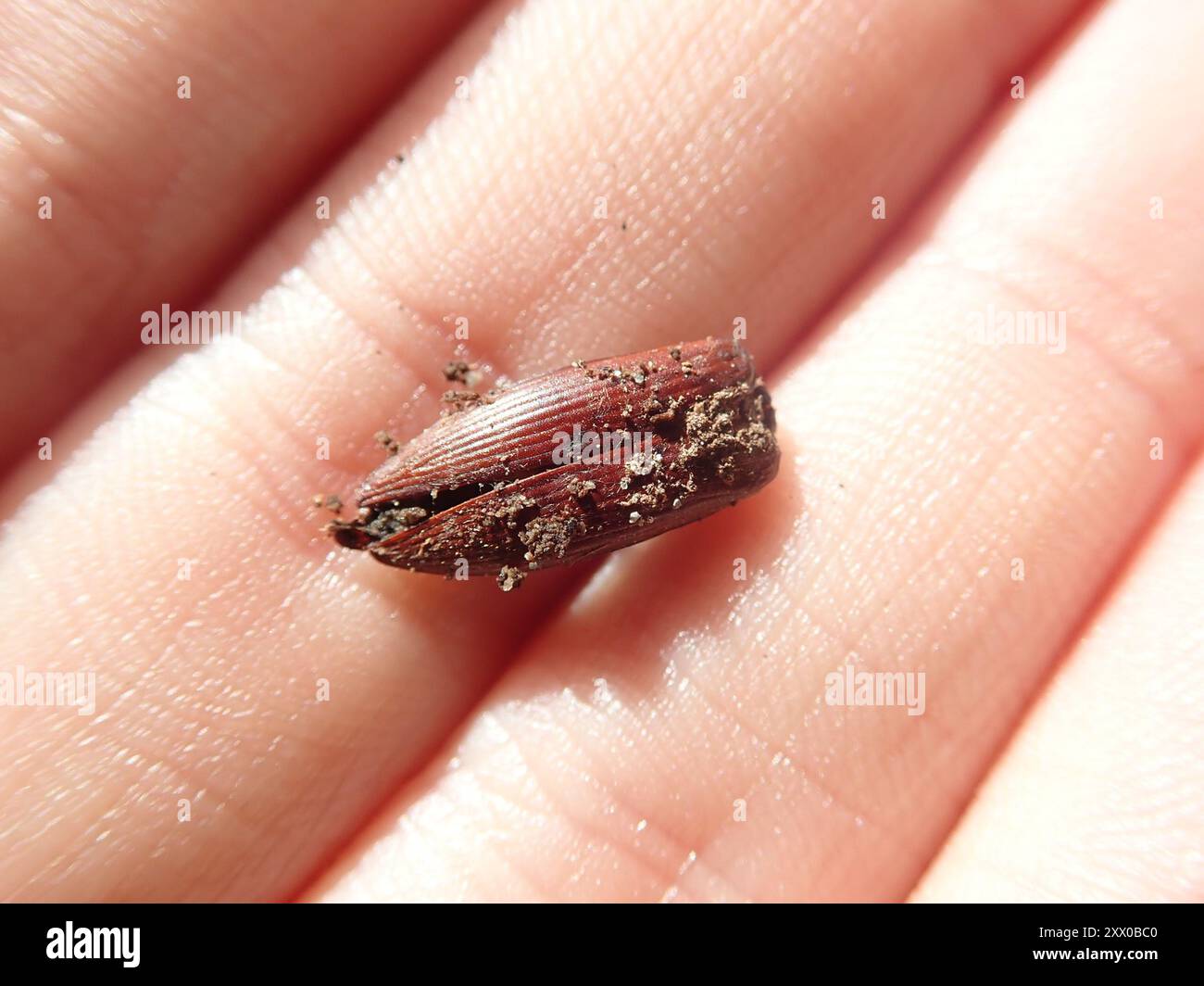 Water, Rove, Scarab, Long-horned, Leaf, and Snout Beetles (Polyphaga ...