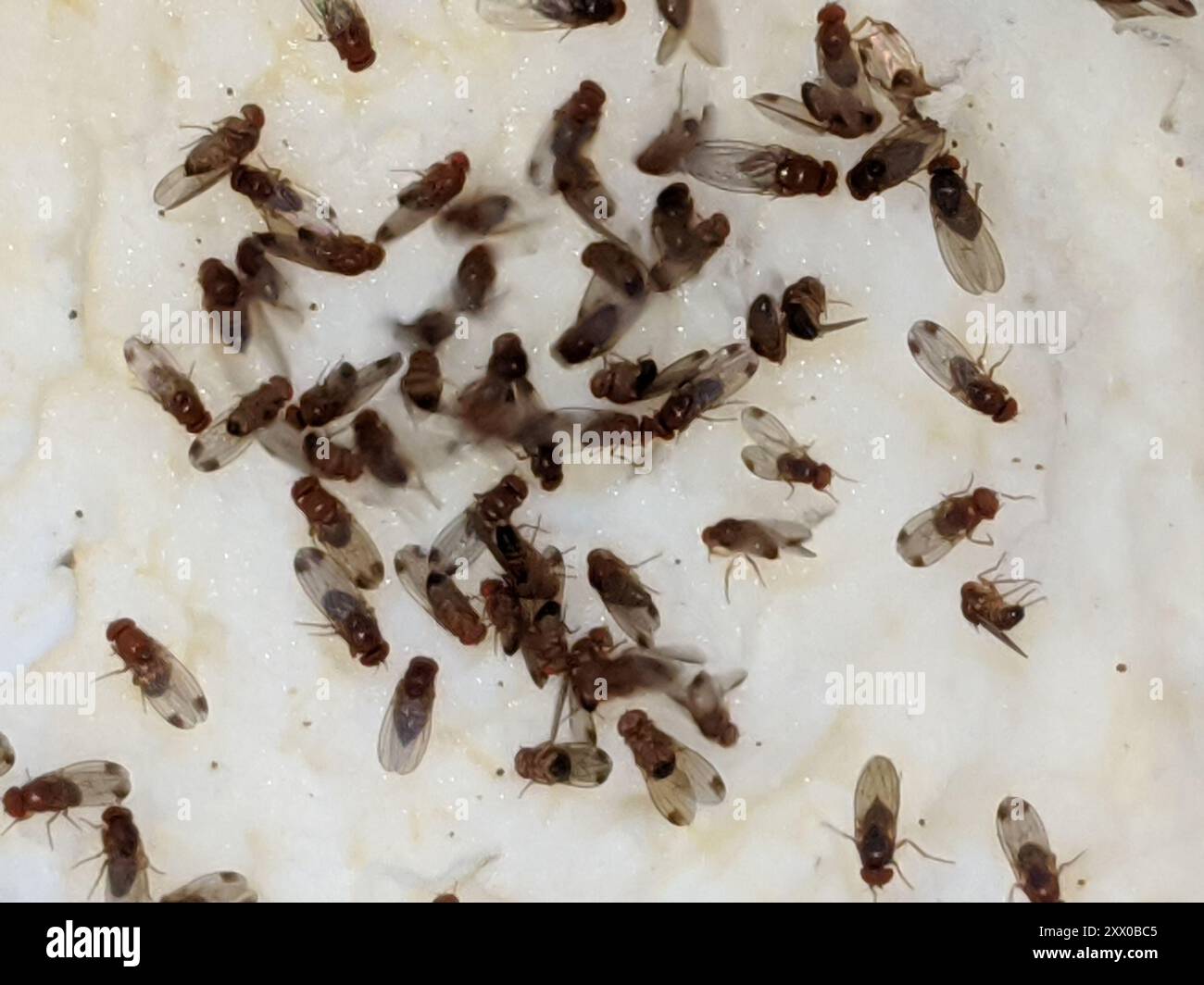 Spotted-winged Drosophila (Drosophila suzukii) Insecta Stock Photo - Alamy