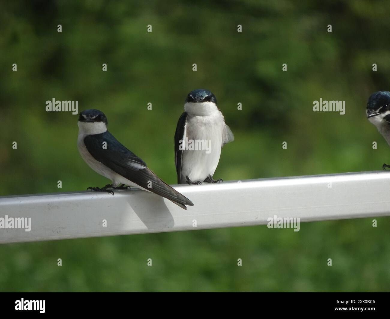 Mangrove Swallow (Tachycineta albilinea) Aves Stock Photo - Alamy