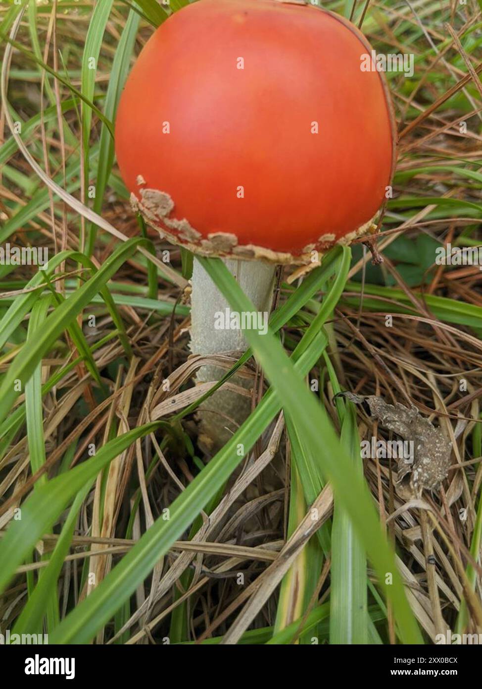 Peach-Colored Fly Agaric (Amanita persicina) Fungi Stock Photo - Alamy