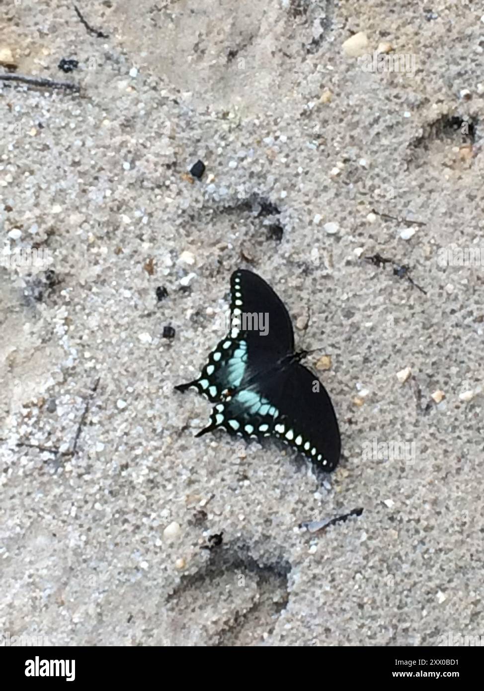 Spicebush Swallowtail (Papilio troilus) Insecta Stock Photo - Alamy