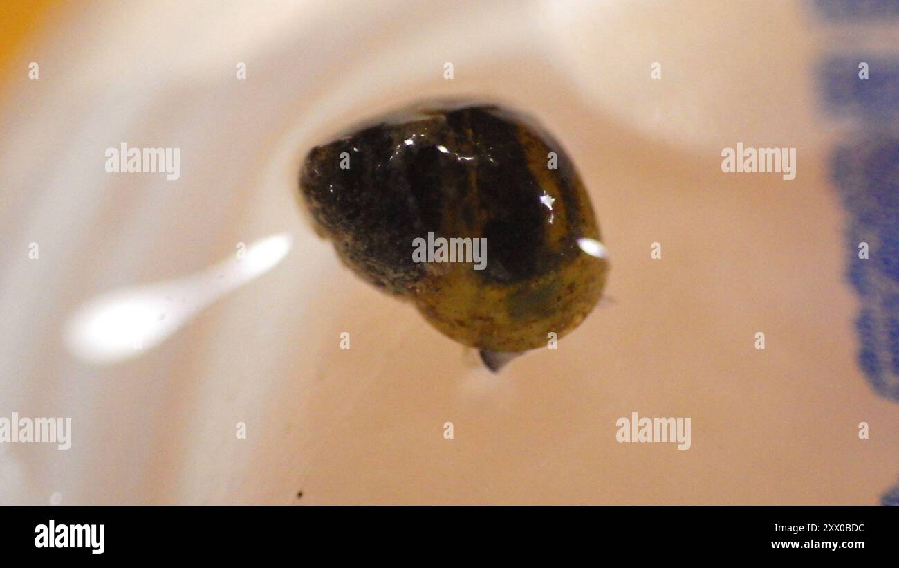 Hydrobiid Mud Snails (Hydrobiidae) Mollusca Stock Photo - Alamy
