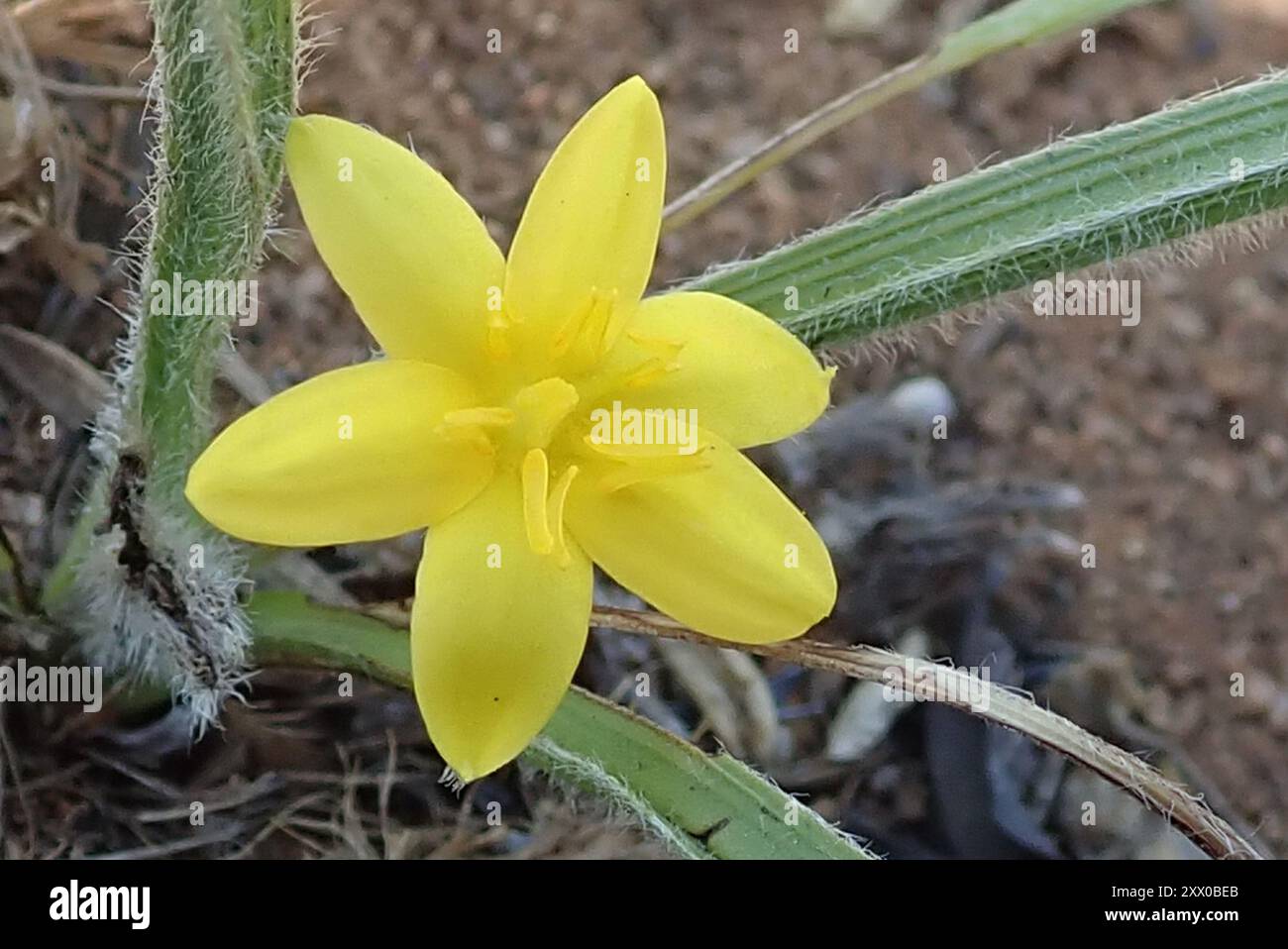 Narrow Stargrass (Hypoxis angustifolia) Plantae Stock Photo - Alamy