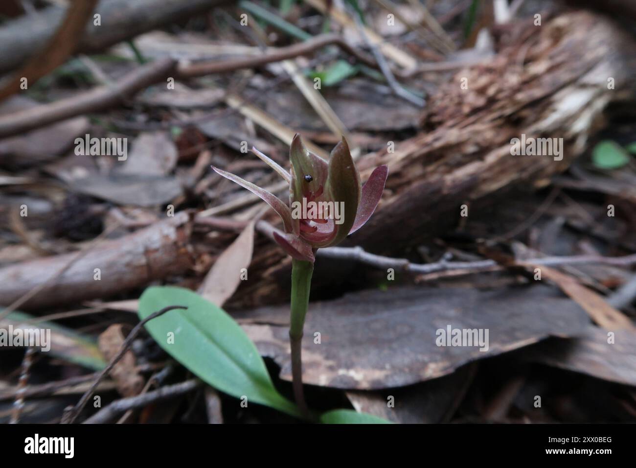 three-horned bird orchid (Chiloglottis triceratops) Plantae Stock Photo ...