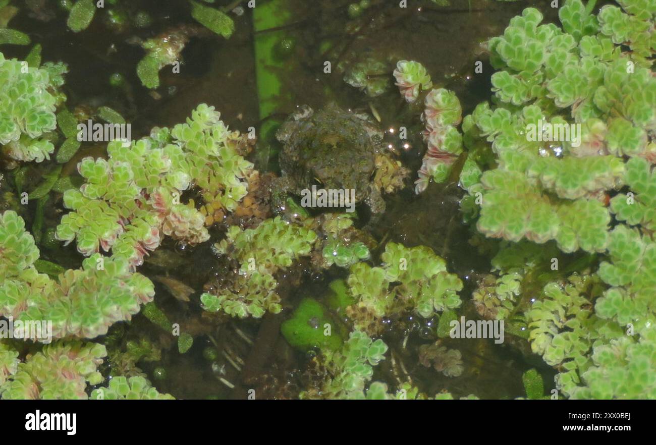 Beaked Toads (Rhinella) Amphibia Stock Photo - Alamy