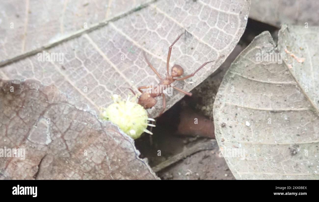 Acromyrmex Leaf-cutter Ants (Acromyrmex) Insecta Stock Photo - Alamy