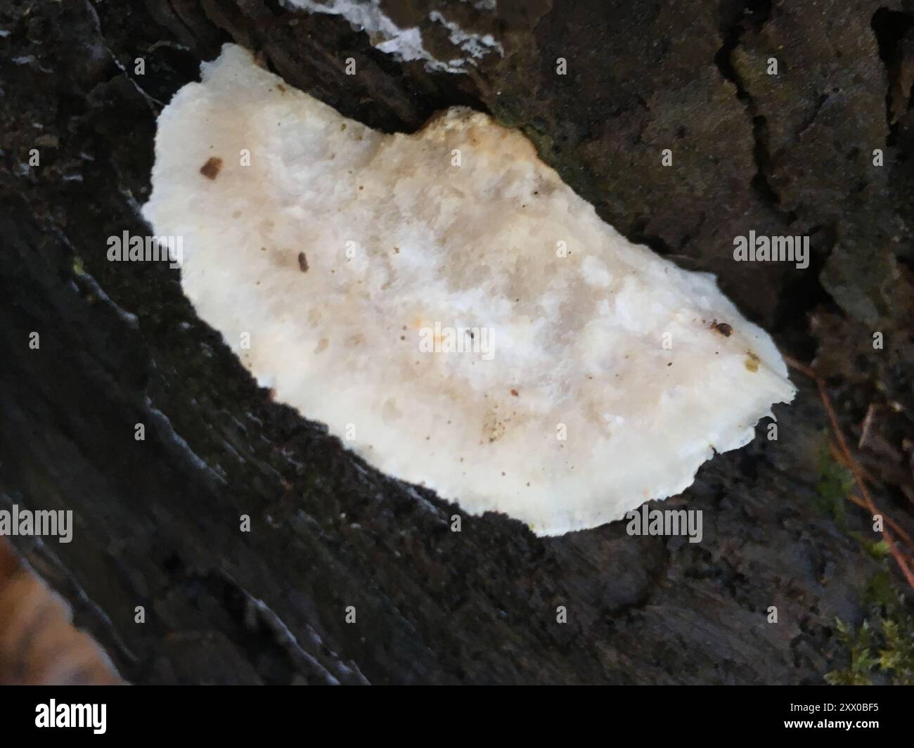 White Cheese Polypore (Tyromyces chioneus) Fungi Stock Photo - Alamy