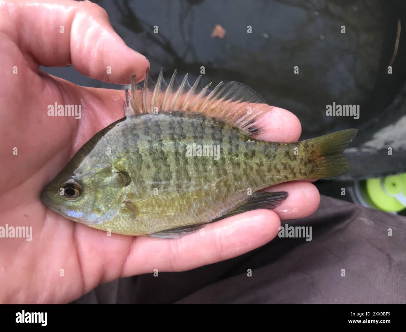 Bluegill (Lepomis macrochirus) Actinopterygii Stock Photo - Alamy