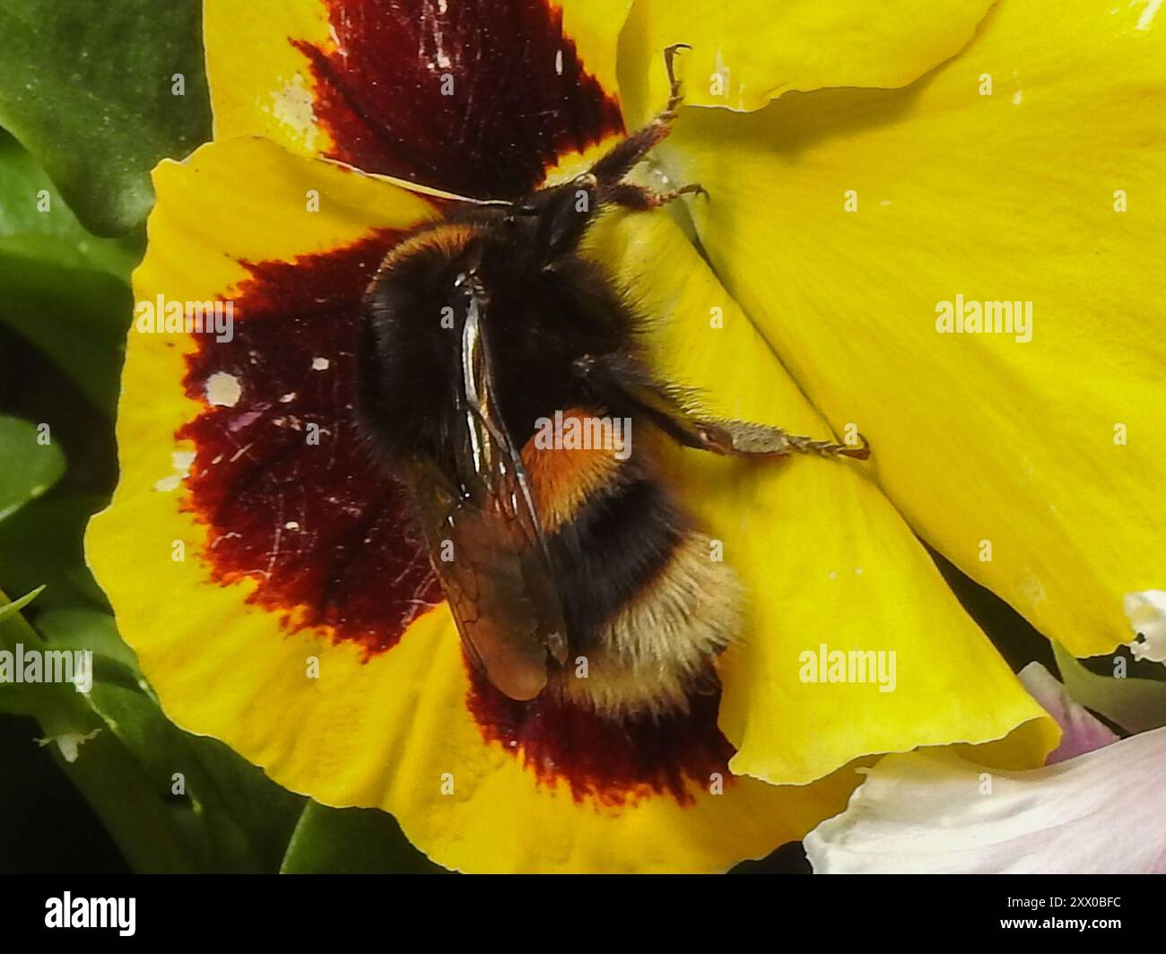 Buff-tailed Bumble Bee (Bombus terrestris) Insecta Stock Photo - Alamy