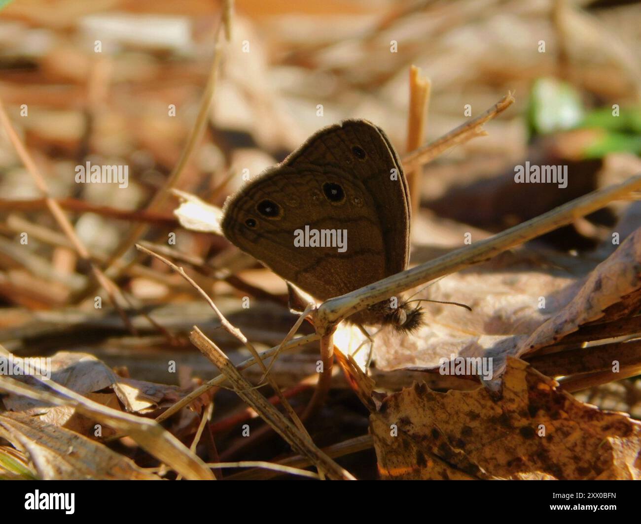 Carolina Satyr (Hermeuptychia sosybius) Insecta Stock Photo - Alamy