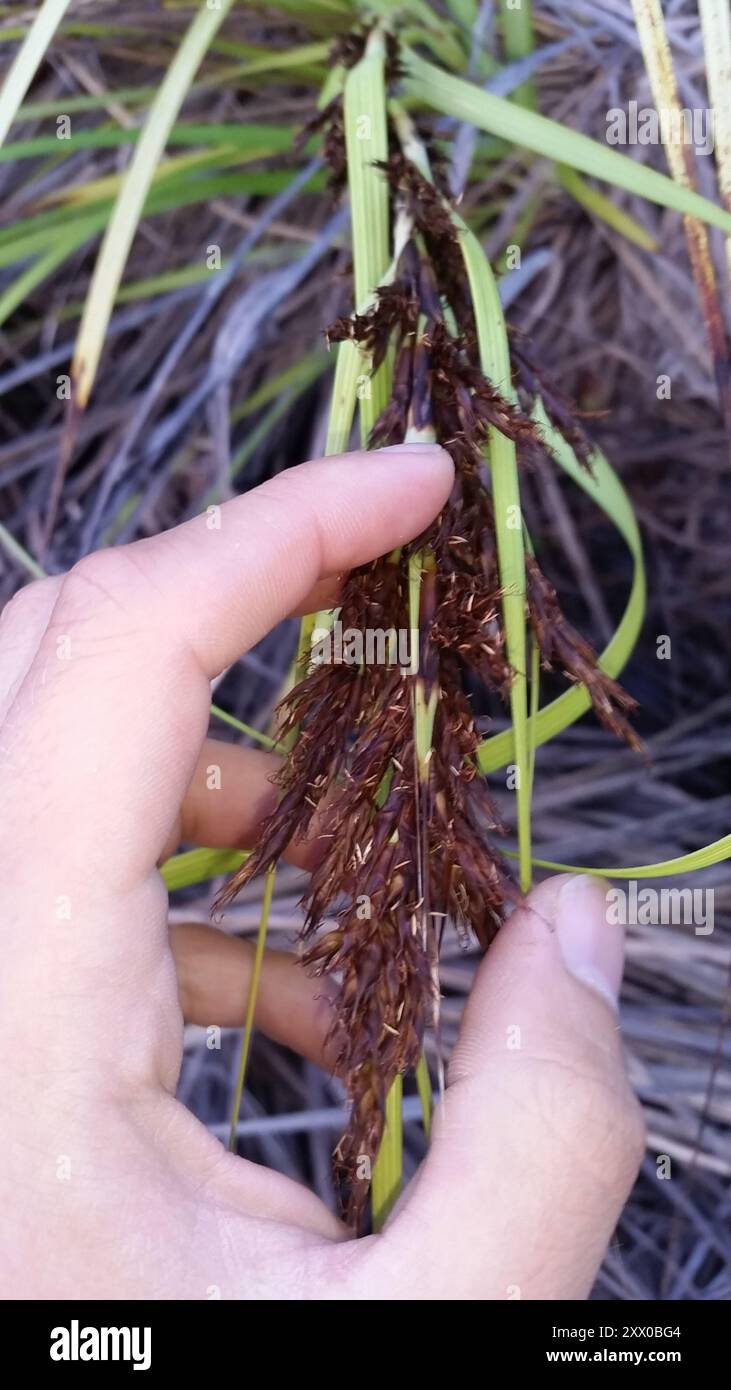 Hawaiian forest sawsedge (Gahnia beecheyi) Plantae Stock Photo - Alamy